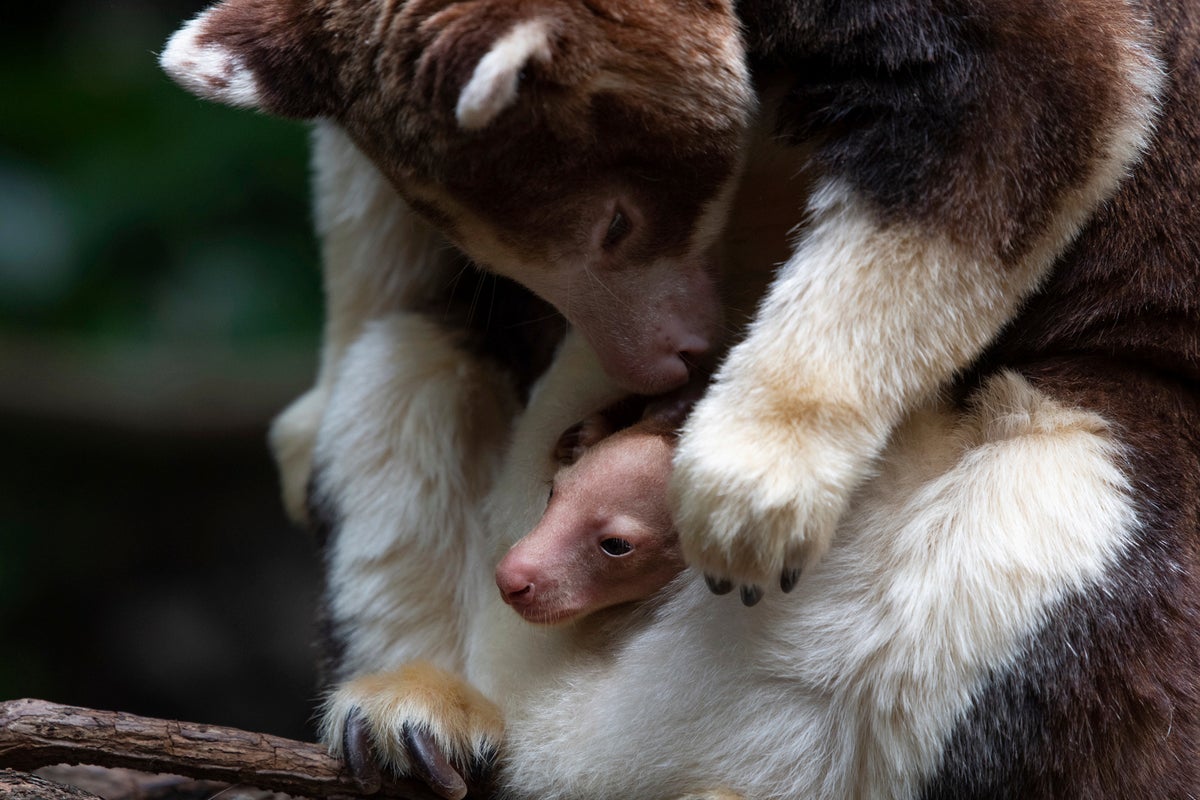 It's a joey! Bronx Zoo announces birth of rare tree kangaroo | The ...