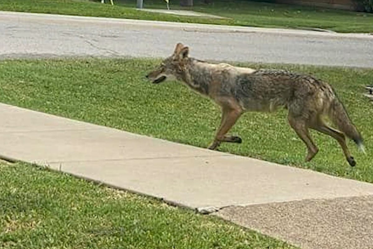 Dallas, Texas: 2-year-old in critical condition after coyote attack ...