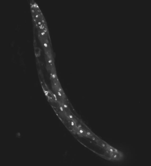 ‘Hangry’ worms ‘make risky decisions’ when they need to eat, study ...