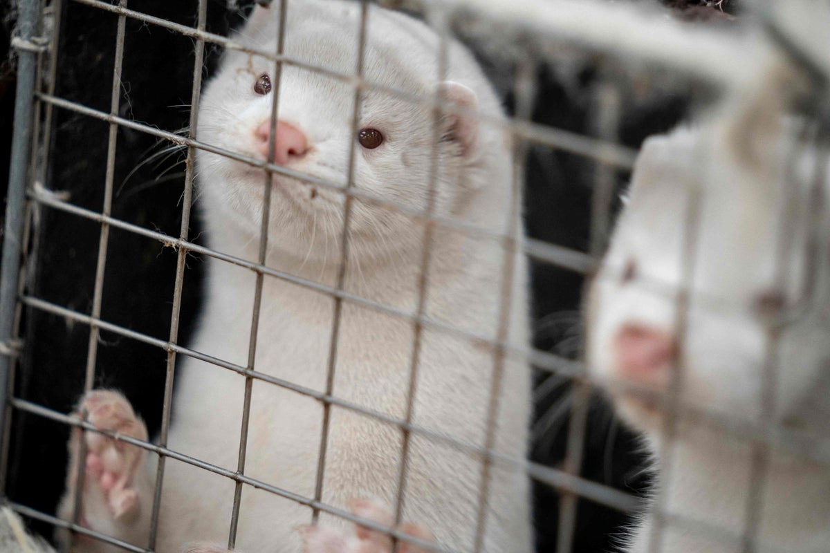 Animal fur trade: I use to defend and promote fur, now I want Boris ...