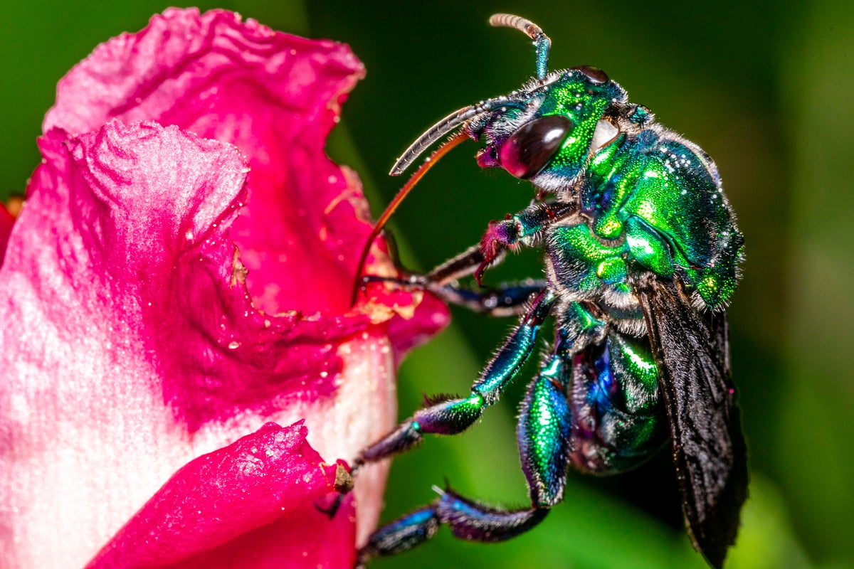 How climate change is triggering a global collapse in insect numbers ...