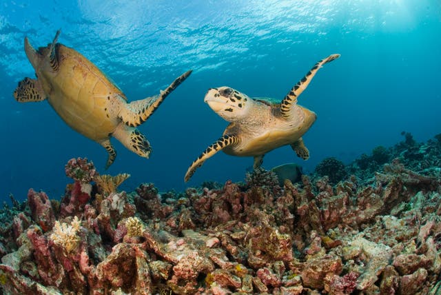 Migrating turtles have limited sense of direction, study finds | The ...