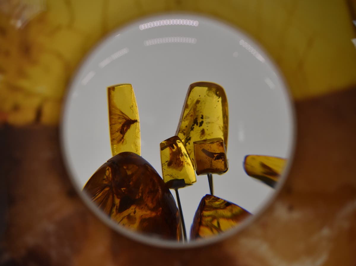 Amber alert: On the trail of Lithuanian gold | The Independent