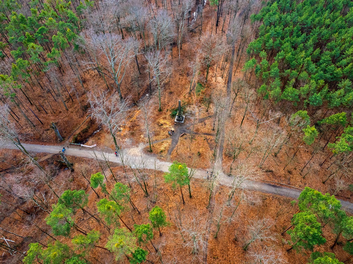 Rainforest trees ‘dying twice as fast as four decades ago’ | The ...