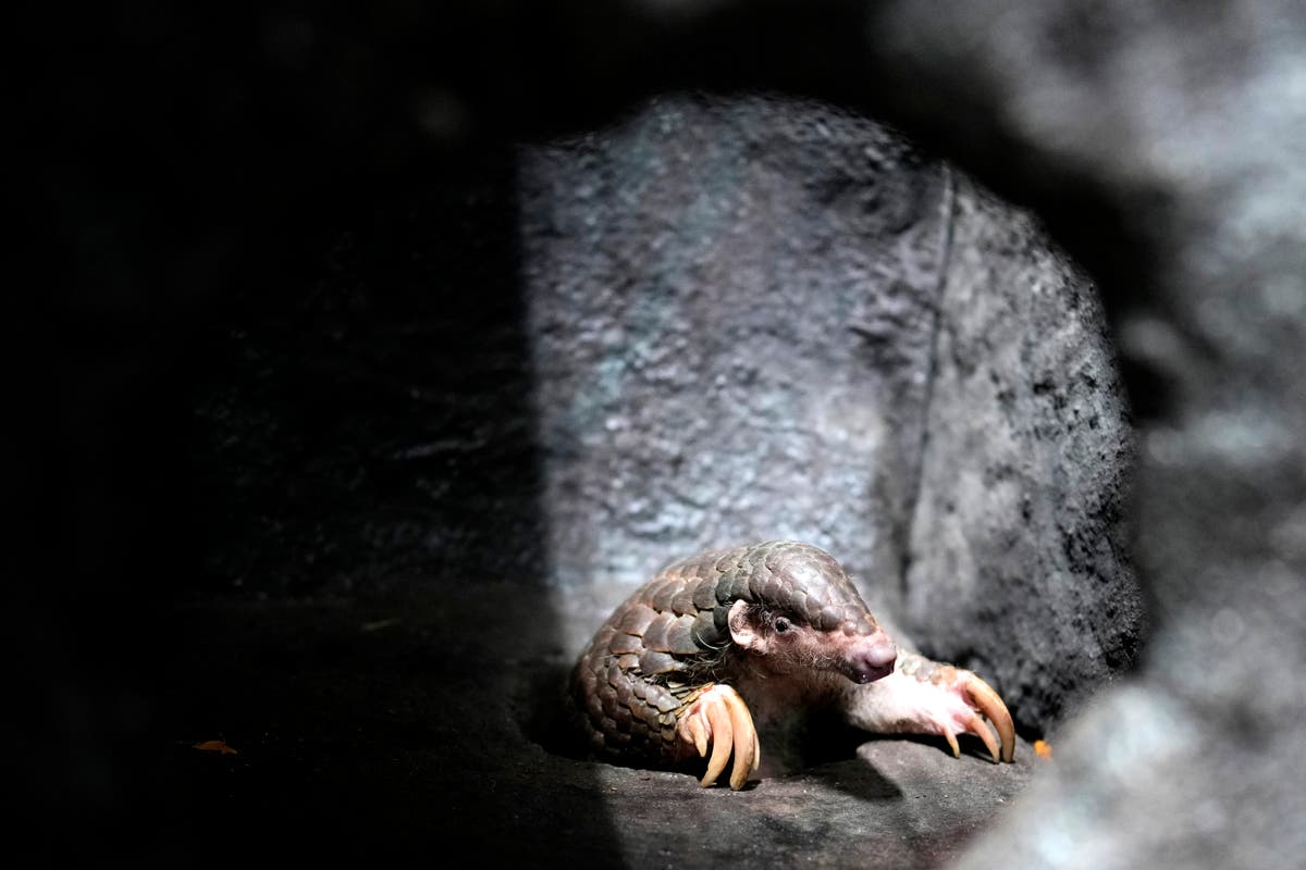 Prague Zoo gets Taiwanese pangolins after fallout with China ...
