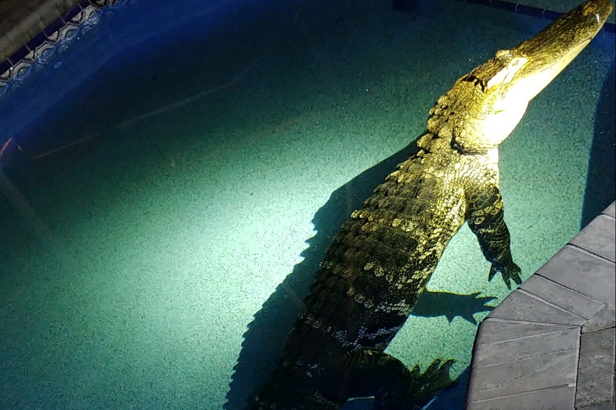 Florida family finds 11ft alligator lurking in their swimming pool ...