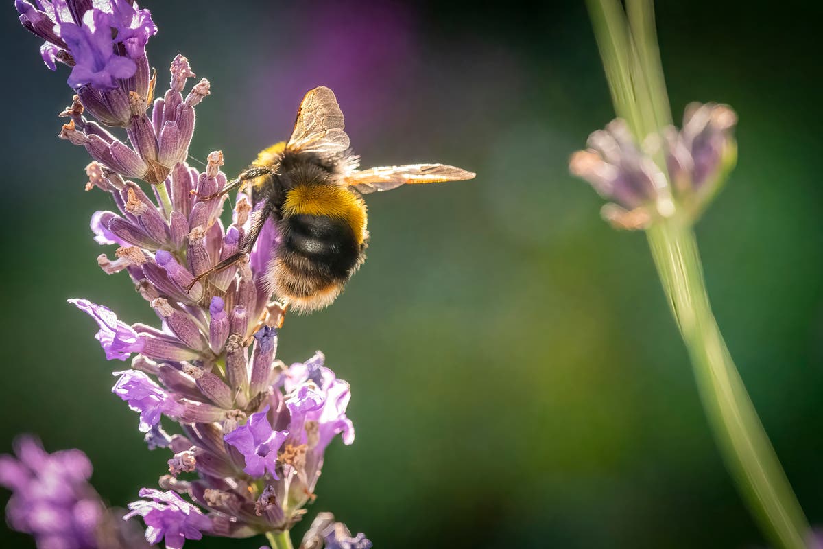 Can bees count? That’s a more complicated question than you’d expect ...
