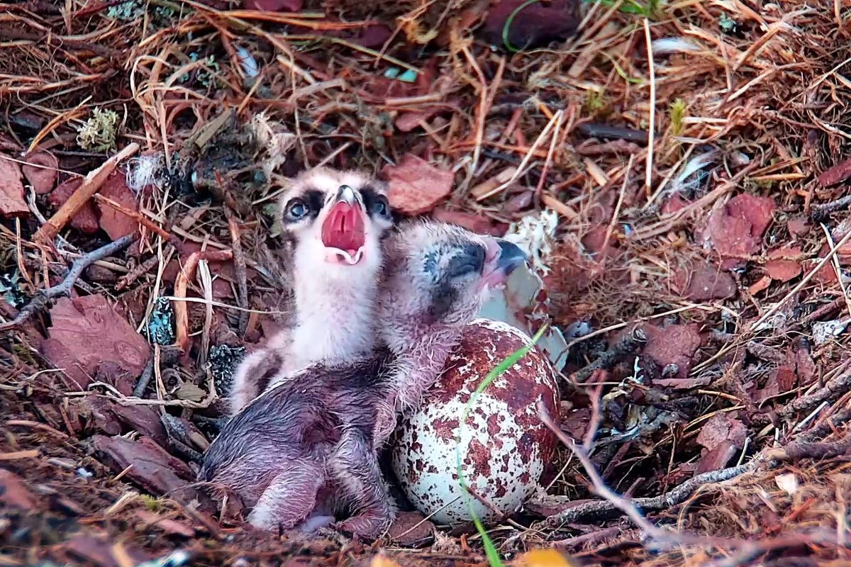 Second osprey chick hatches at Scottish wildlife reserve | The Independent