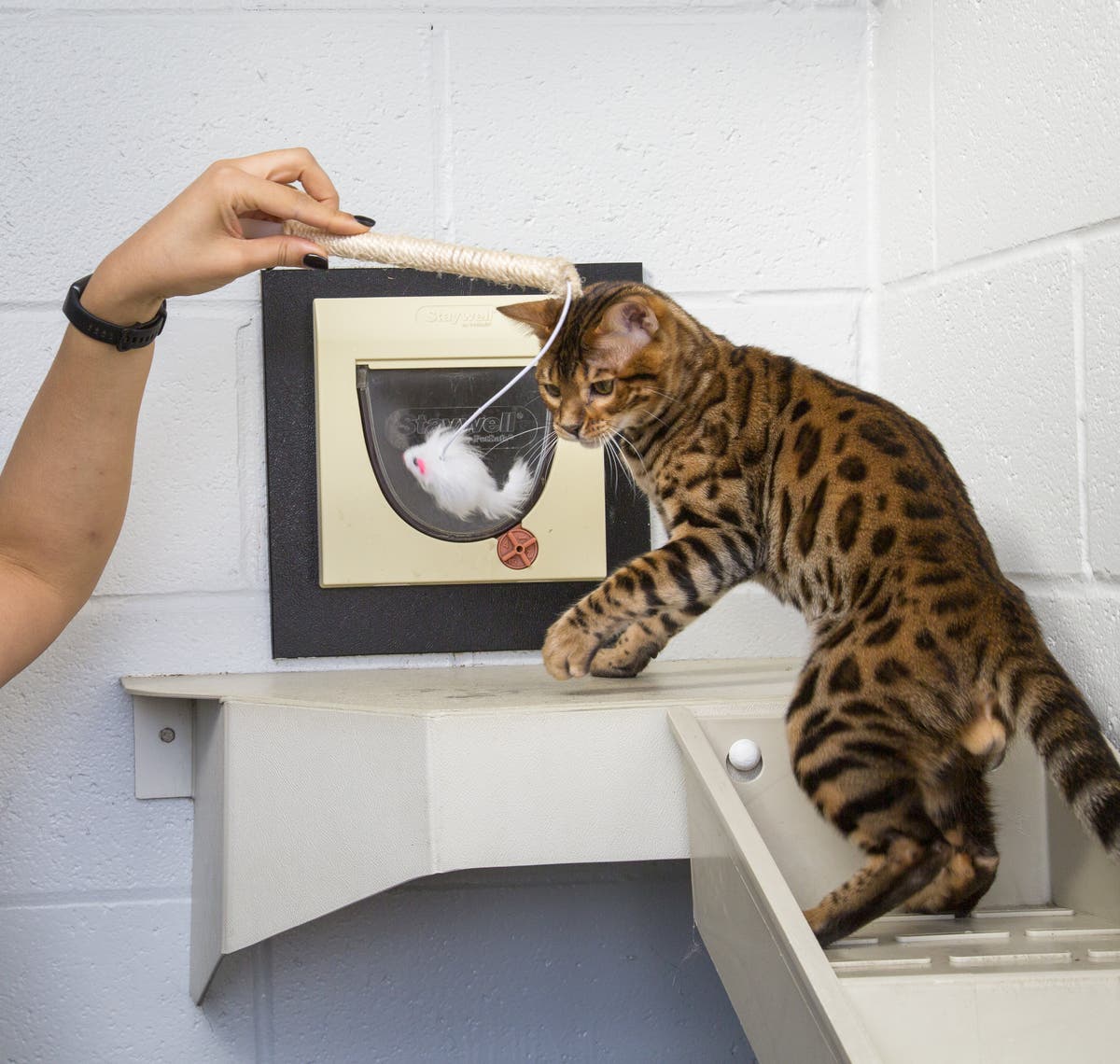 RSPCA releases pictures of Kurt Zouma’s cats in care as they search for ...