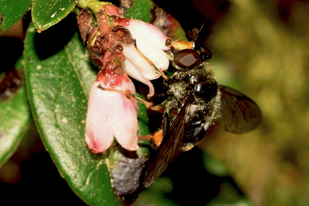 Endangered adult pine hoverfly spotted in wild for first time in years ...