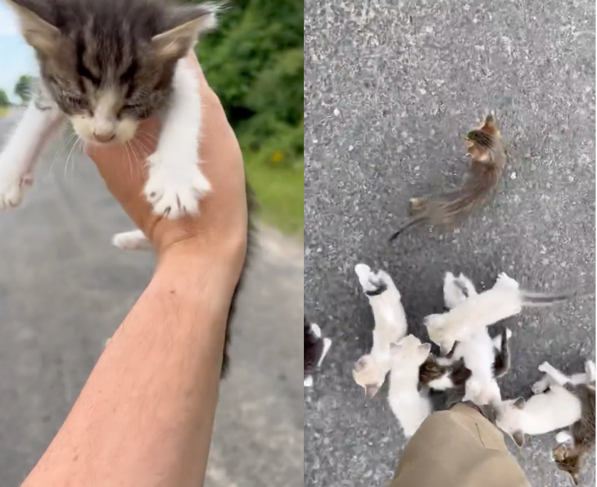 Louisiana-based man rescues one kitten on side of the road and gets ...