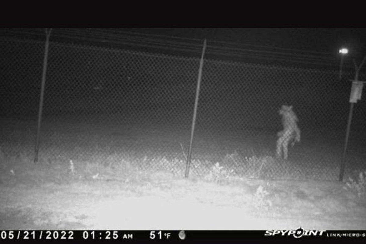 Mysterious figure spotted at Texas zoo: ‘Unidentified Amarillo Object ...