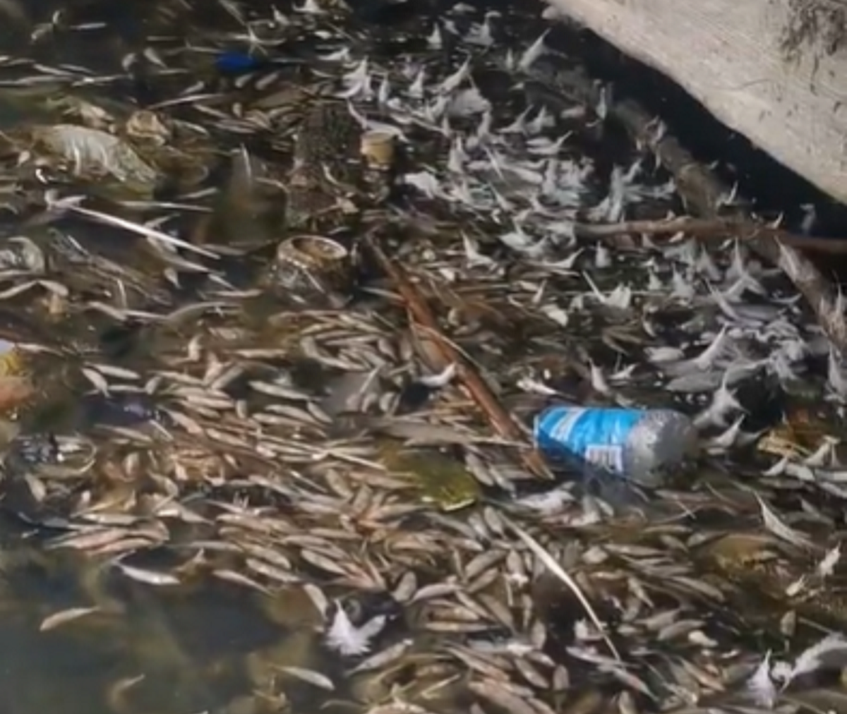 Mystery as thousands of dead fish found in Glasgow pond | The Independent