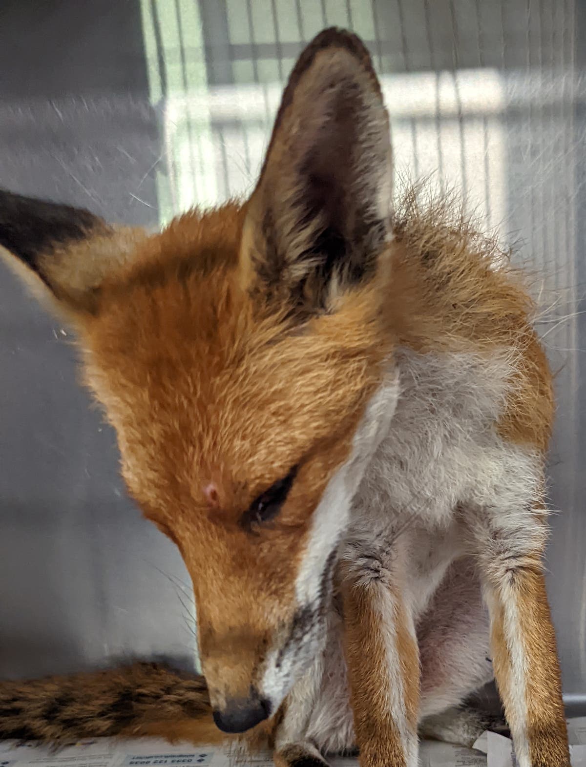 Fox shot with airgun found in Kent primary school playground | The ...