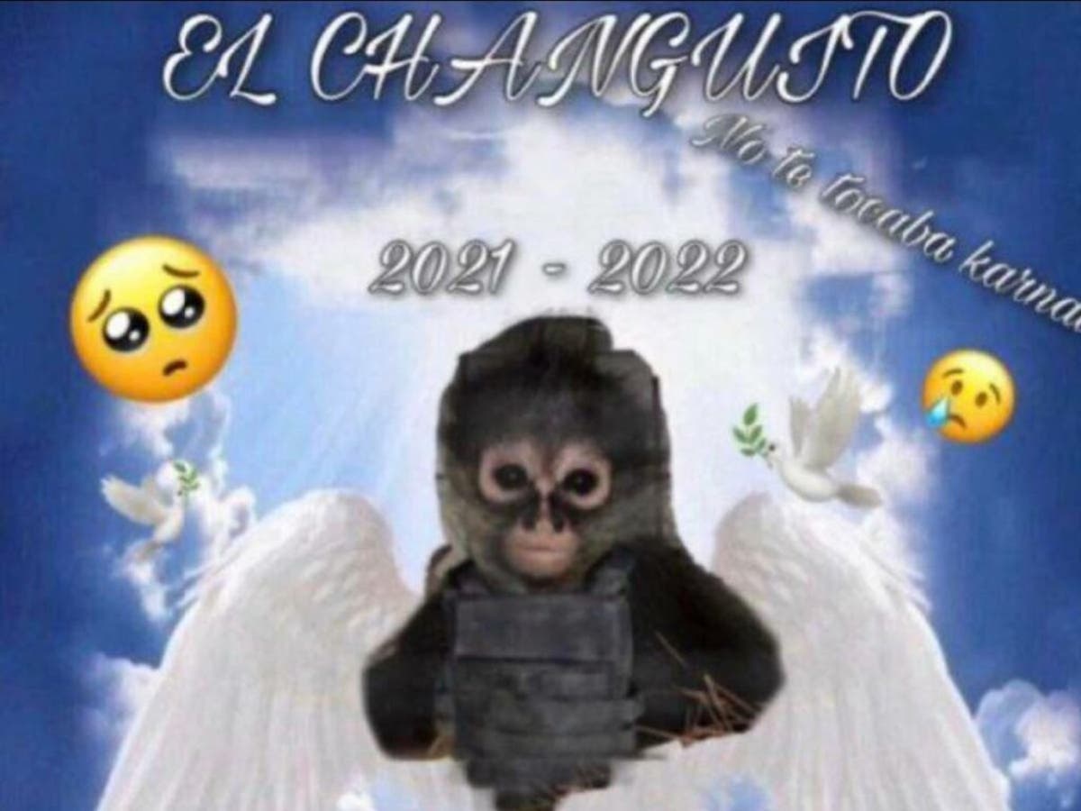 Narcocorrido en honor del mono muerto en tiroteo en México gana ...