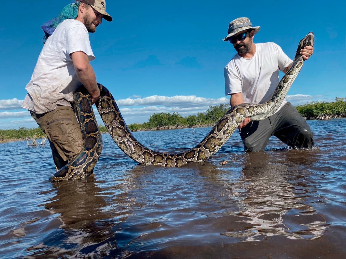 Florida team hauls in 18-foot, 215-pound Burmese python | The Independent