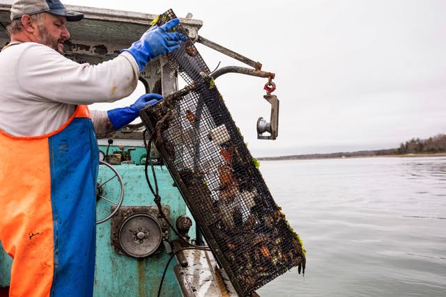 Whiskey that tastes like crab helps save endangered shellfish | The ...