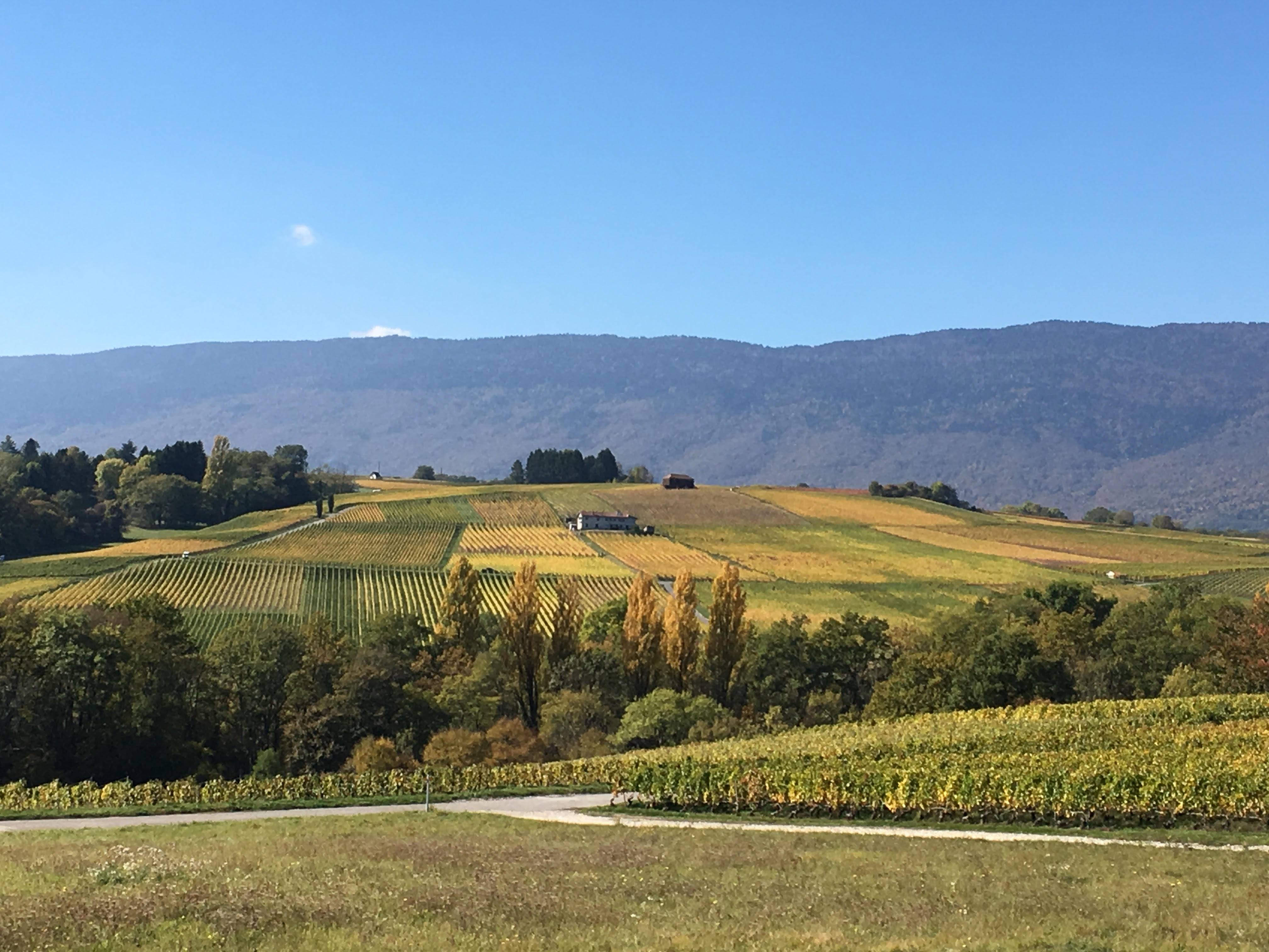 Secret sips: exploring Switzerland’s hidden wine trail | The Independent