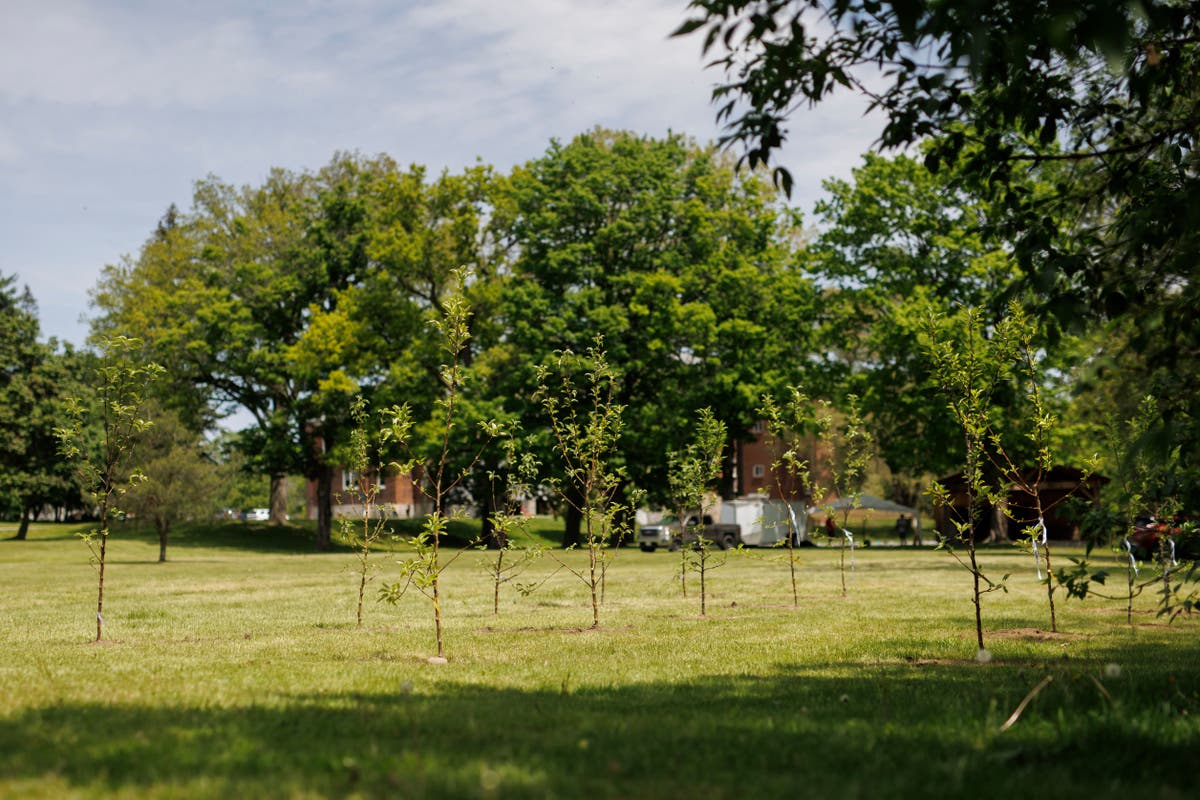 Dozens of countries gain tree cover over 20 years | The Independent