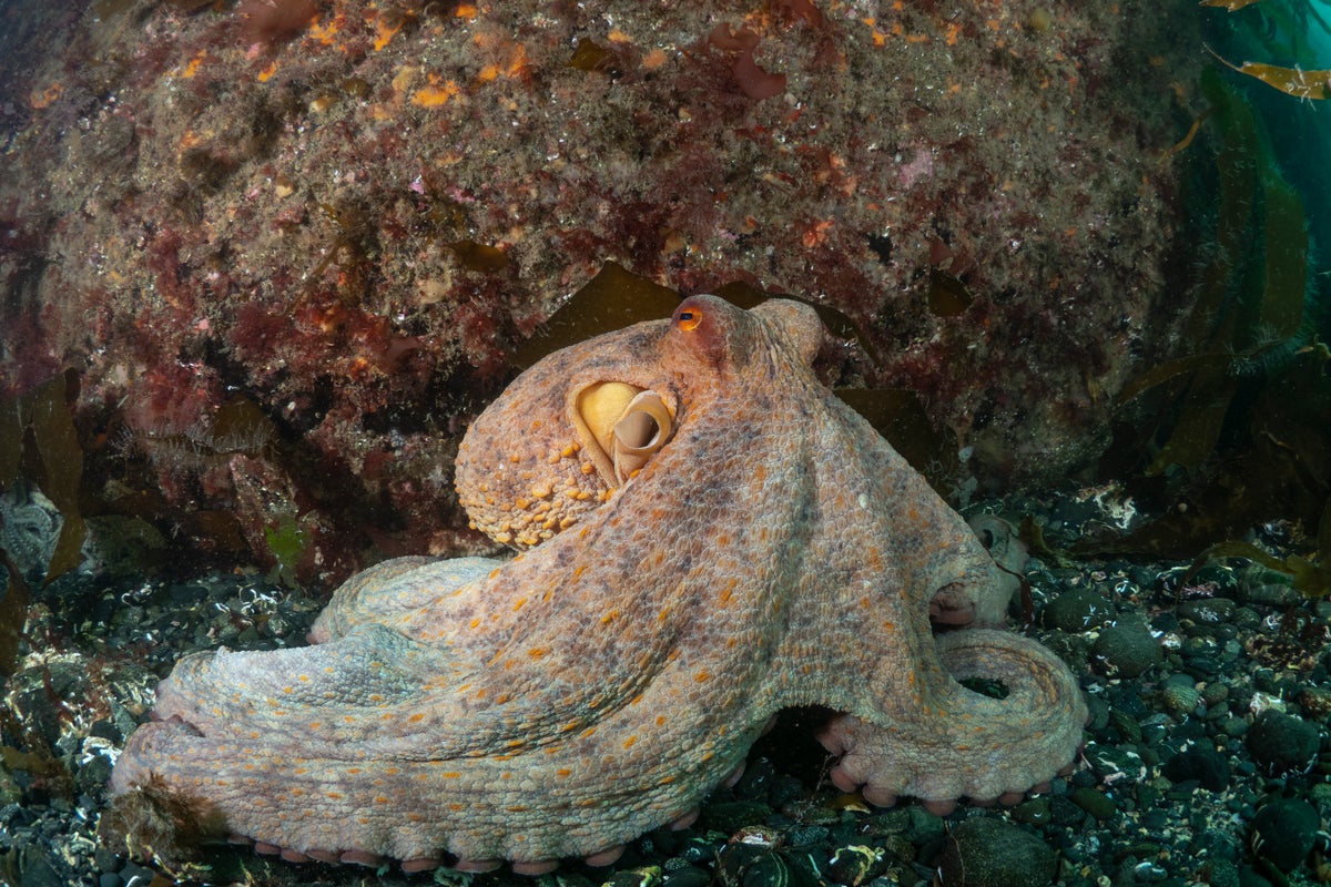 Octopus boom in Cornwall as fisherman catches 150 in one day | The ...