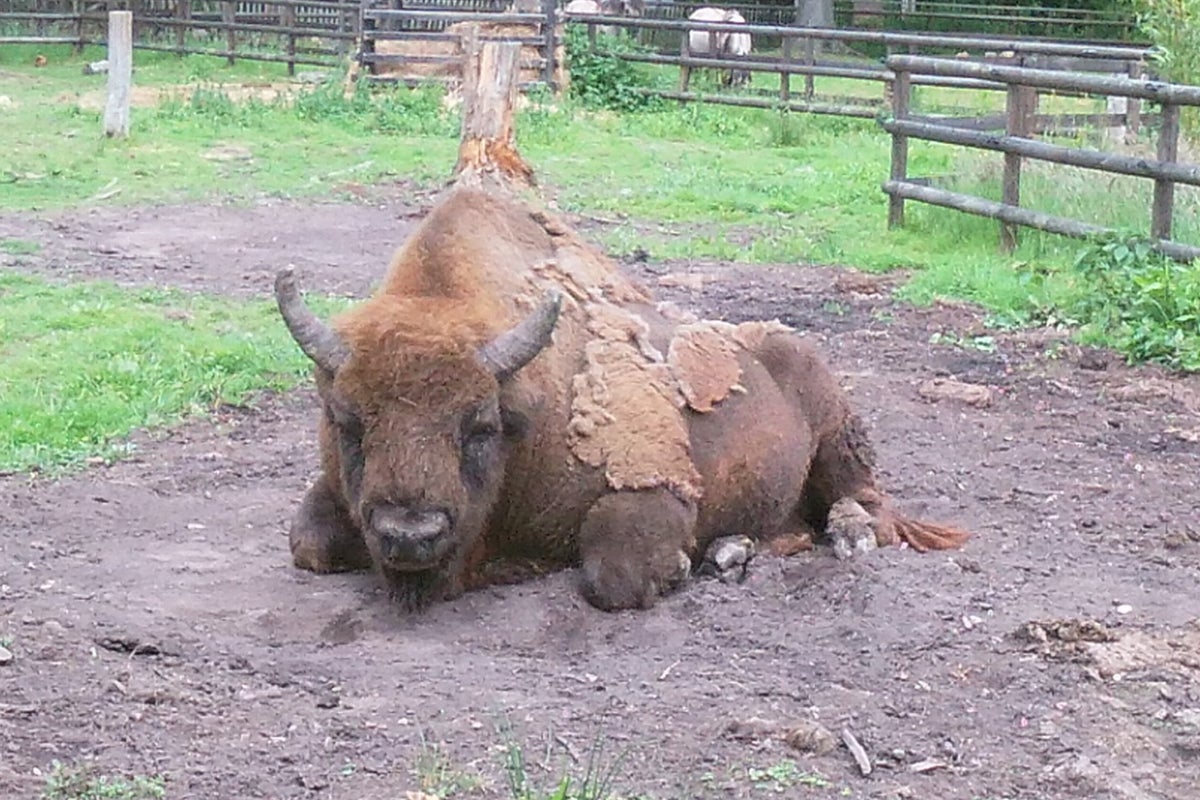 Wild bison return to Britain after 6,000 years in landmark biodiversity ...