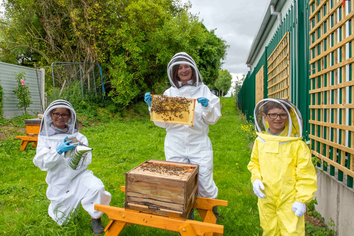 Hospital installs hives to ease children’s bee and wasp sting fears ...