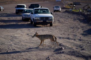 Body-in-a-barrel Lake Mead mystery swirls as missing mob man’s sister ...