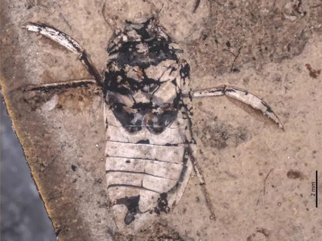 Jurassic insect wore eggs on its legs ‘like grapes on vine’ scientists ...