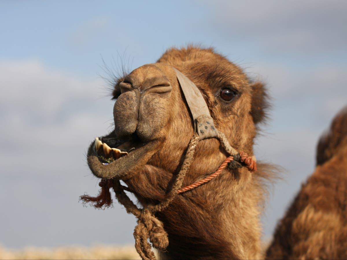 Camel bites zookeeper before dragging him 15ft | The Independent