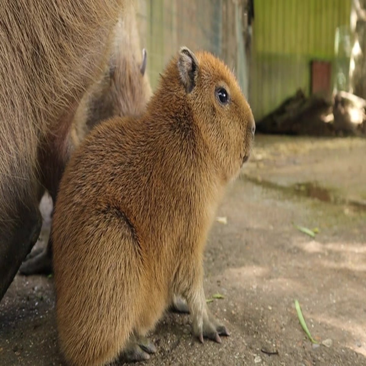 Capybara Baby