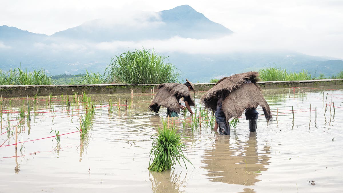 Why rice and fish make a productive mix for farmers | The Independent