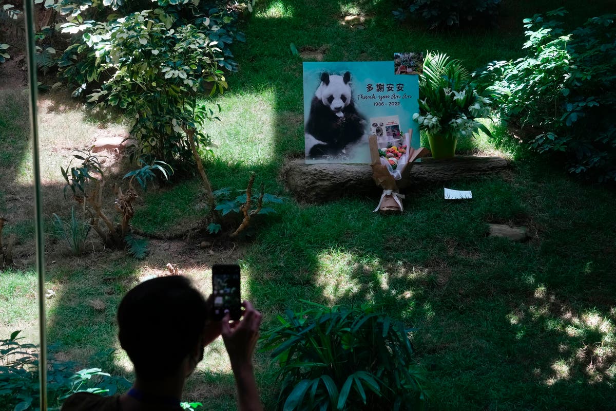 Muere el panda gigante macho más anciano de la historia | Independent ...