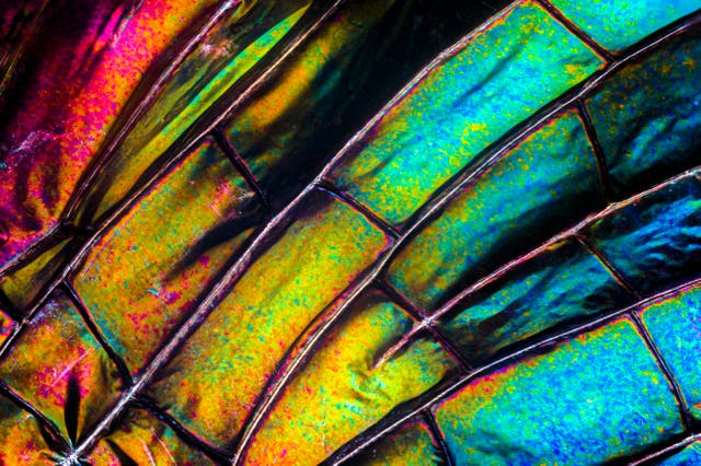 Bugs before the lens: Creepy-crawlies captured up close | The Independent