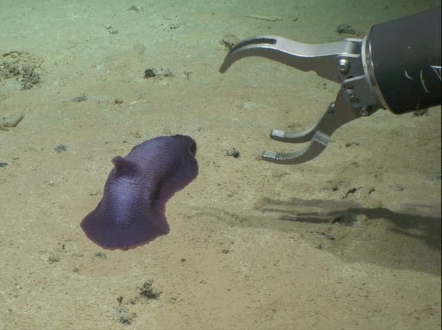 Scientists find 39 potential new species in abyss of Pacific Ocean ...