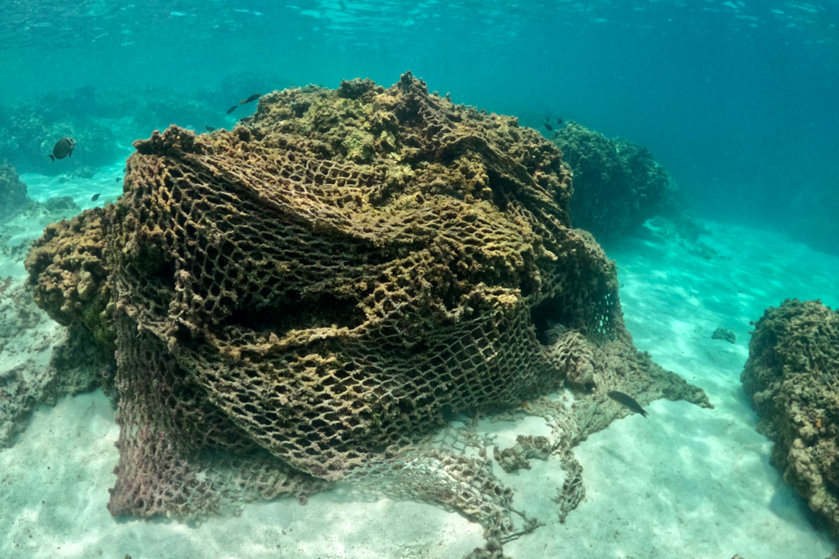 43 tons of ‘ghost nets’ removed from single Hawaiian coral reef | The ...