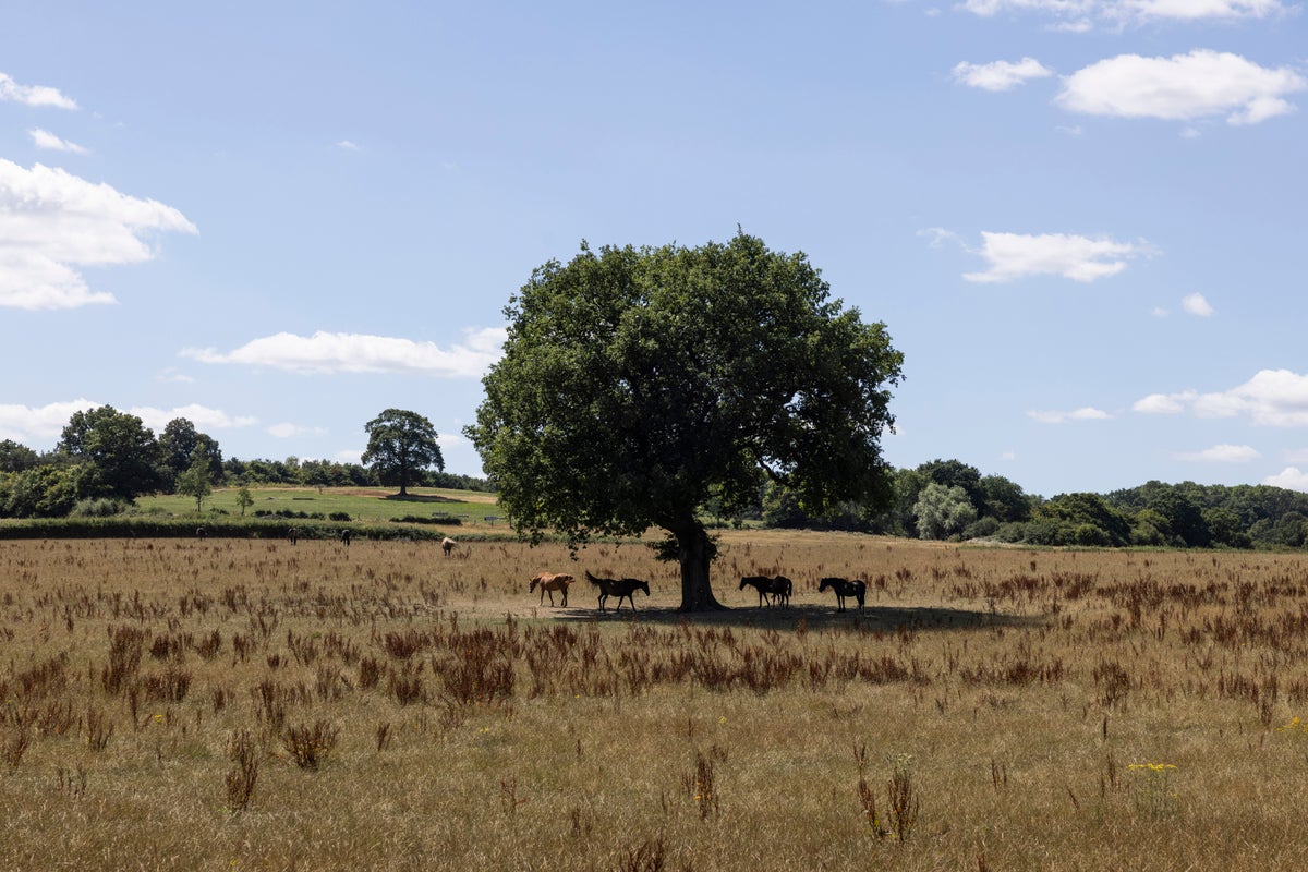 UK weather: More than 3,000 killed during high temperatures recorded ...