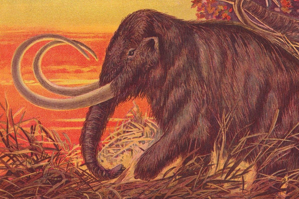 Woolly mammoths are making a comeback. Should we eat them? | The ...