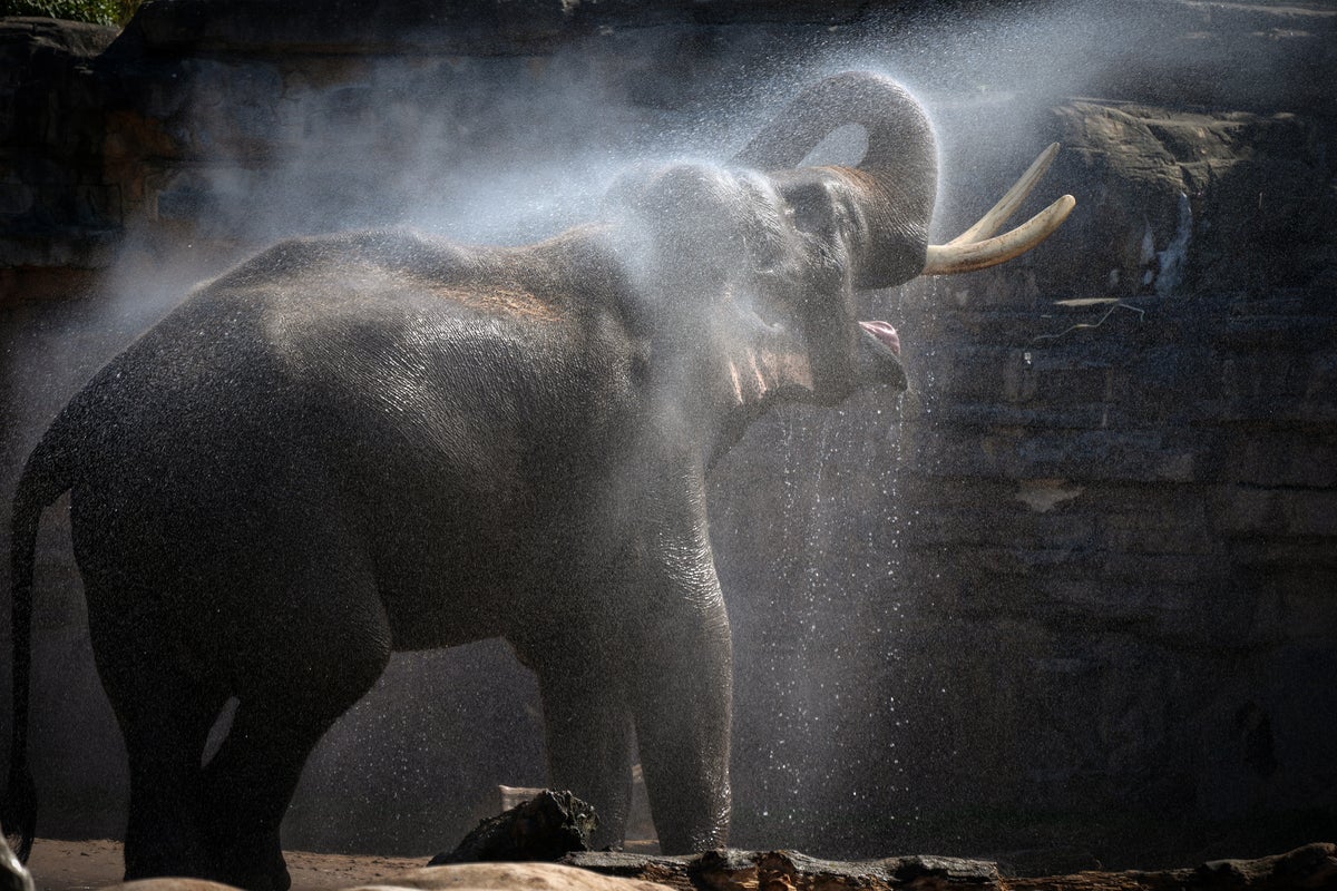 Experts welcome ‘landmark’ moment for elephants after vaccine ...