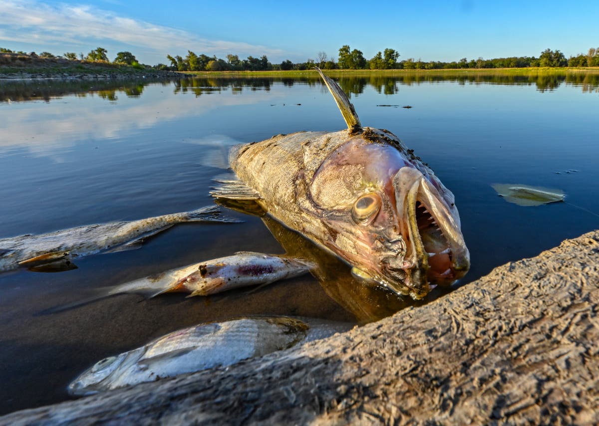 Germany: No single cause for massive Oder River fish die-off | The ...