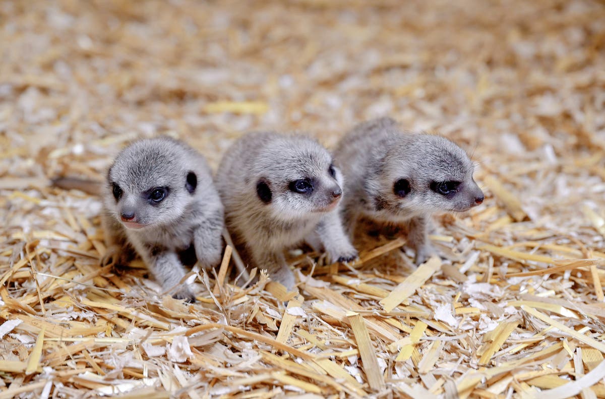 Three meerkats born at a British safari park for the first time in ...