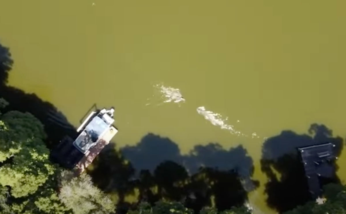 Drone captures vicious alligator attack as Florida man recalls reptile ...