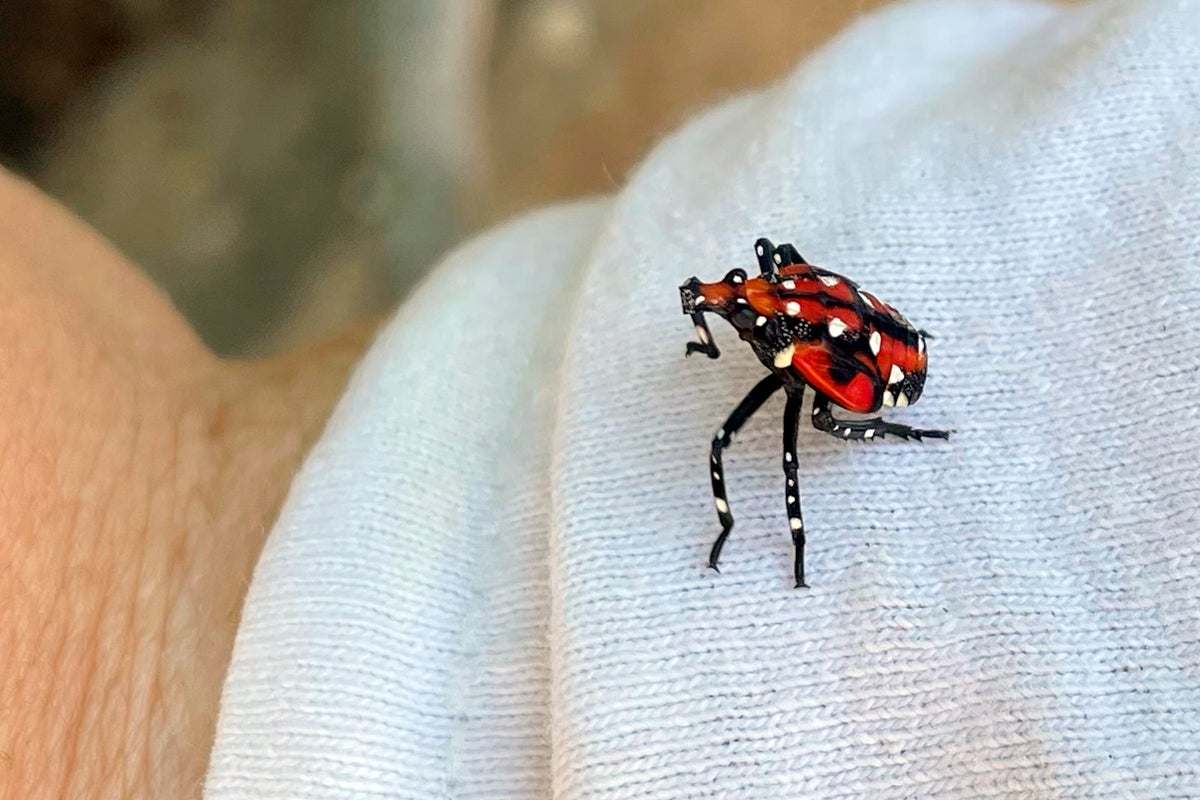 Invasive insect species is so prevalent in US it’s showing up on flight ...