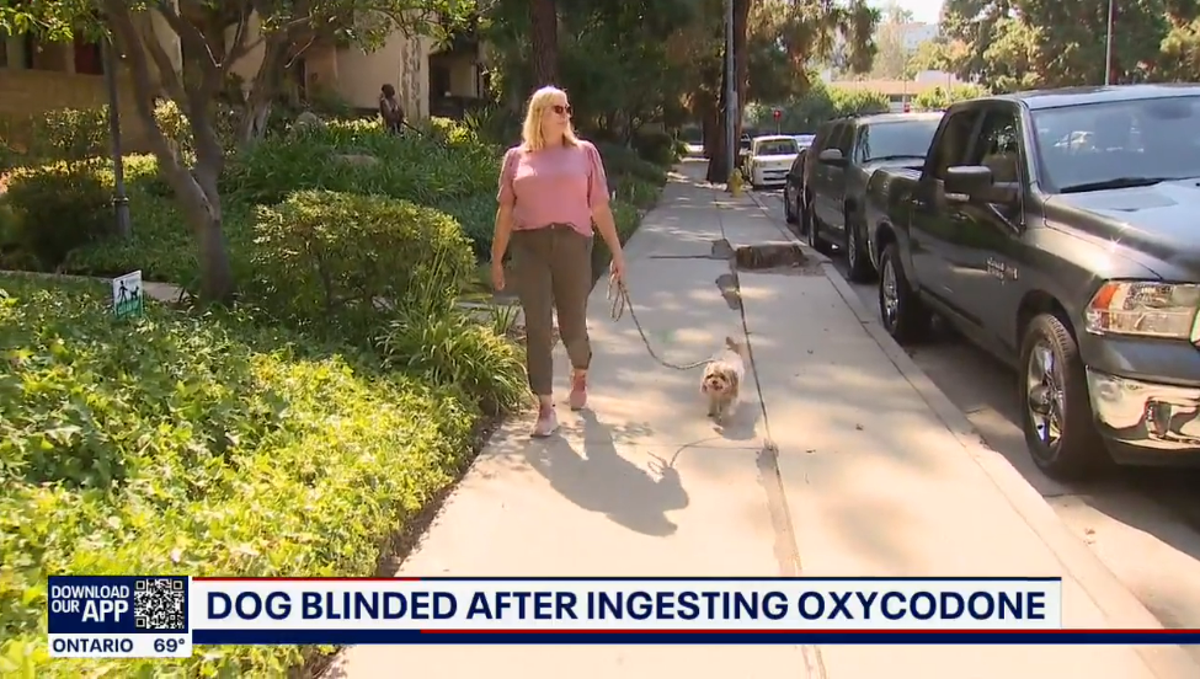 California dog blinded after eating oxycodone while on a walk | The ...
