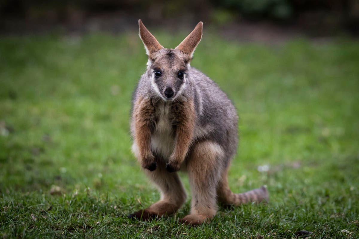 Wallaby on the loose in Co Tyrone | The Independent