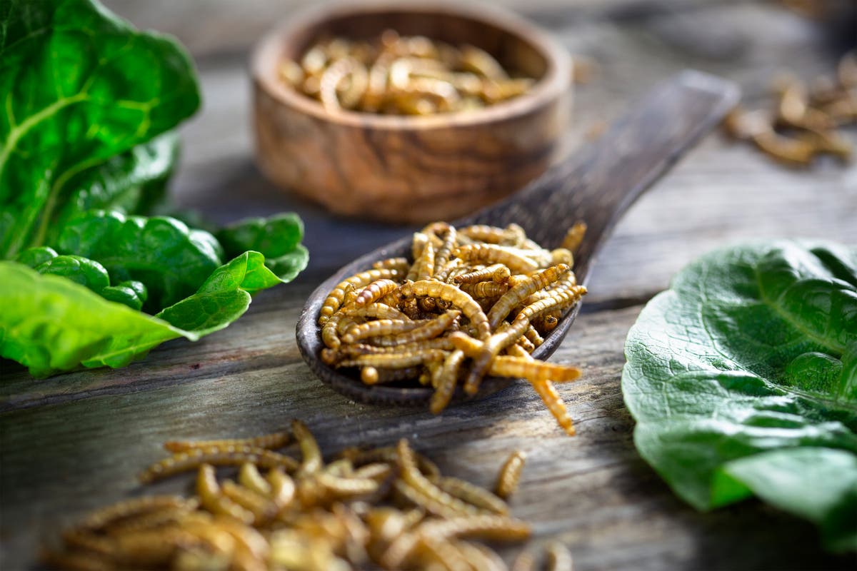 Insects could give meaty flavour to alternative foods, study finds ...