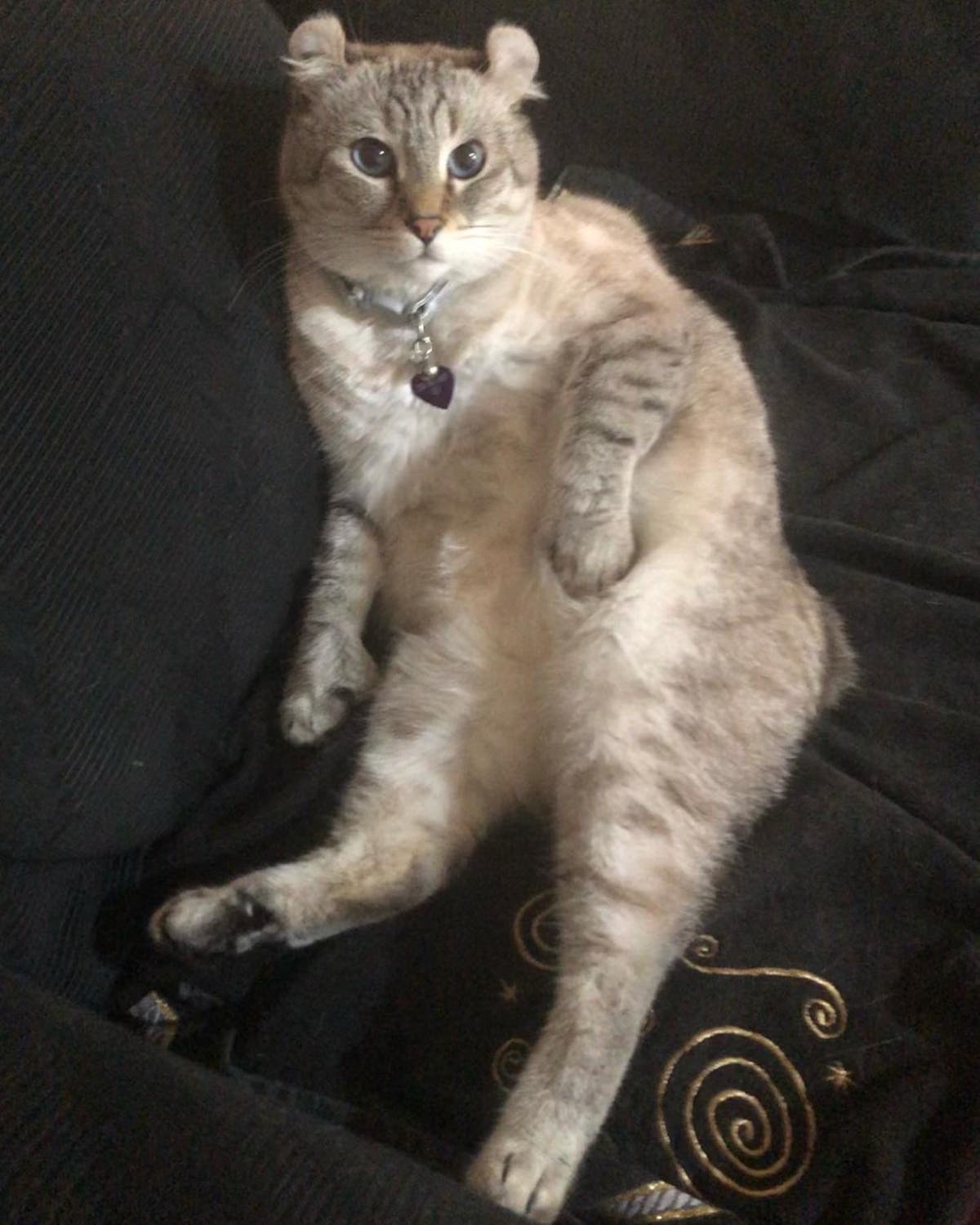 I tried to turn my cat into an influencer. Things got strange pretty ...