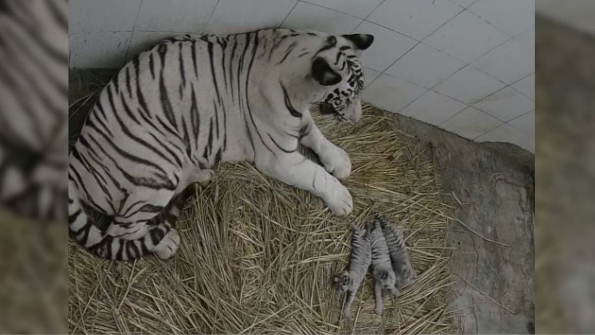 Delhi Zoo announces birth of three extremely rare white tiger cubs ...