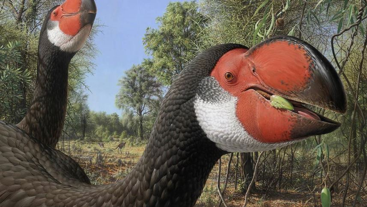 Australia’s giant thunderbirds likely went extinct 40,000 years ago due ...