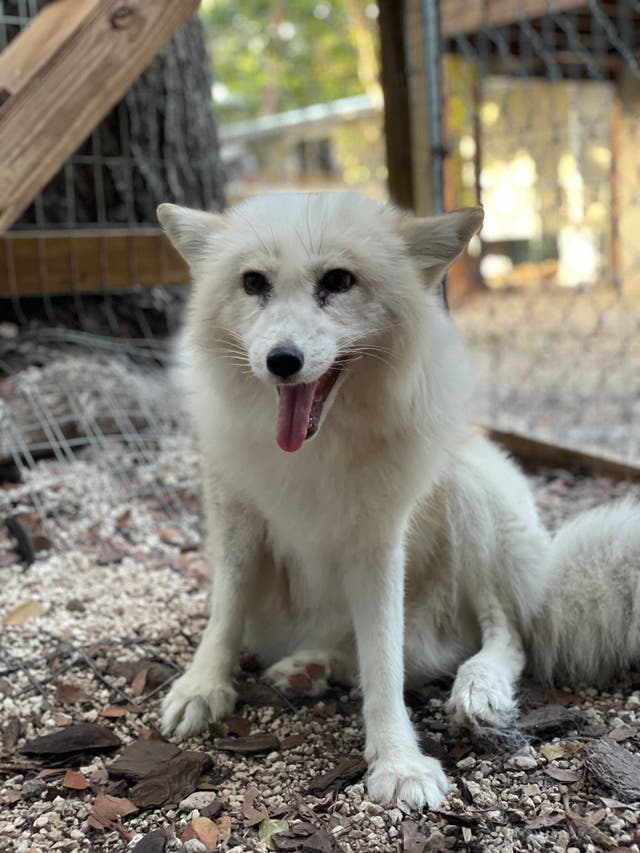 Woman runs ‘fox sanctuary’ from her home where they ‘do their business ...