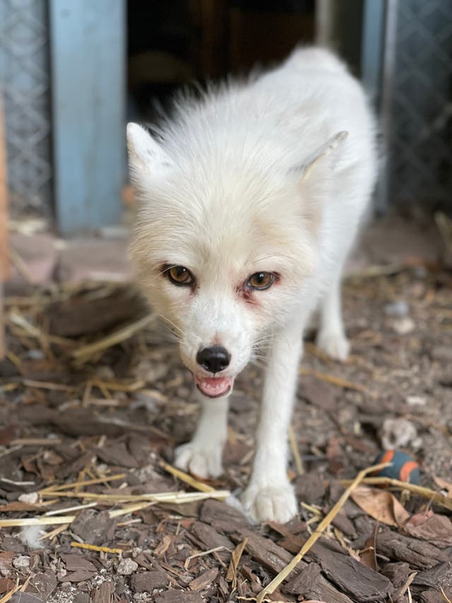 Woman runs ‘fox sanctuary’ from her home where they ‘do their business ...